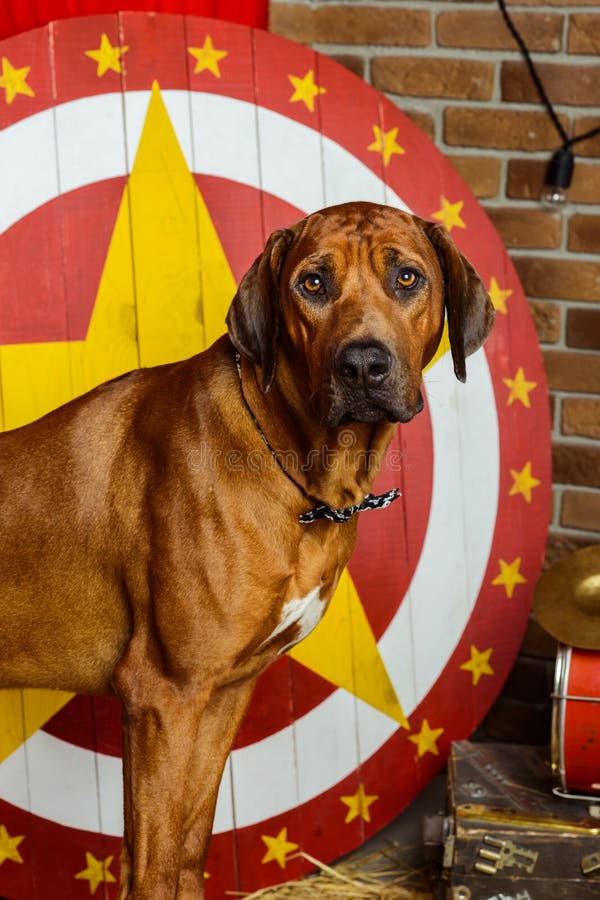 Rhodesian Ridgeback Circus Actor Stock Photo - Image of striped ...