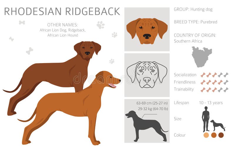 Rhodesian Ridgeback Clipart. Different Poses, Coat Colors Set Stock ...