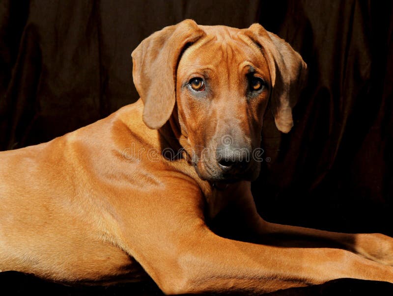 Rhodesian ridgeback stock image. Image of brown, amazing - 64631481