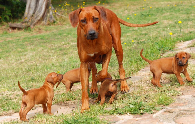 Rhodesian Ridgeback Con I Cuccioli Fotografia Stock - Immagine di ...