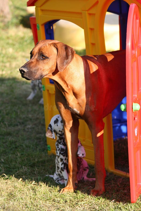 Dalmatian Puppy in Halloween Decoration Stock Image - Image of ...