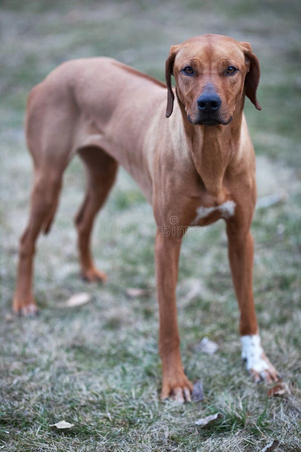Rhodesian ridgeback dog stock image. Image of activity - 17398713