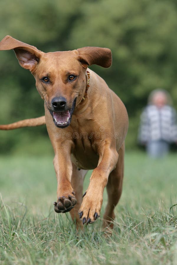 Dog jumping in agility stock image. Image of companion - 1322093