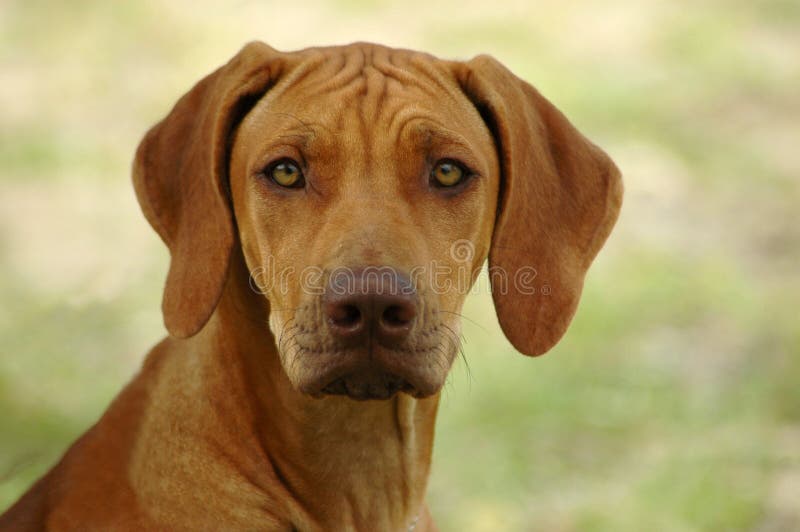 Rhodesian Ridgeback Hound Dog Stock Photo - Image of muzzle, tongue ...