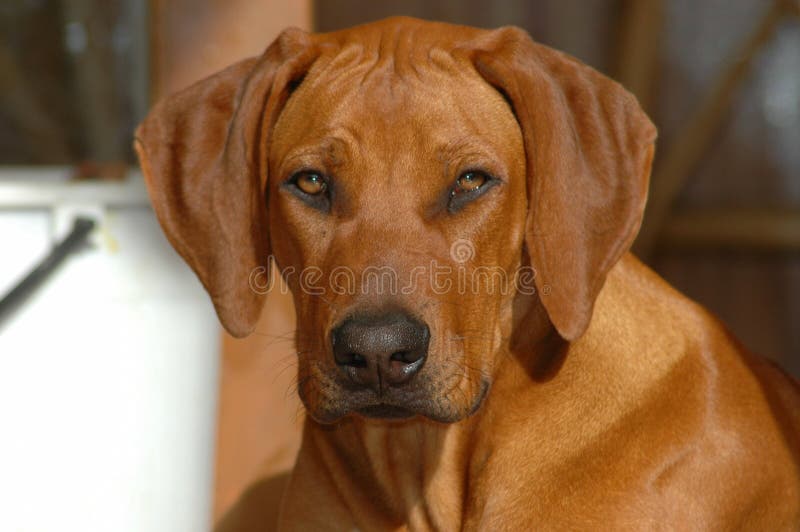 Cute Rhodesian Ridgeback stock photo. Image of attentive - 973850