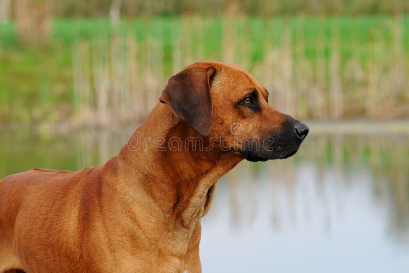 Rhodesian Ridgeback dog stock image. Image of animal, hill - 2101221