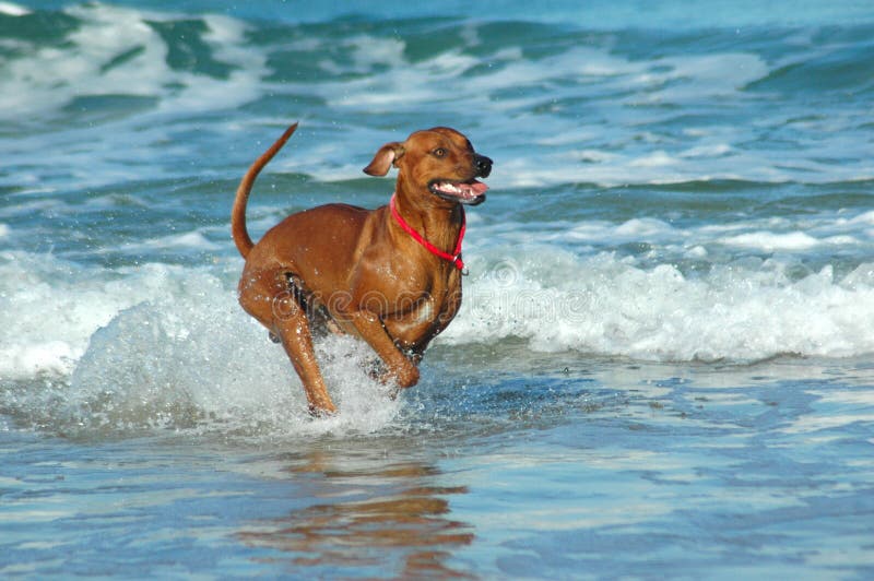 Pekinese Dog Running on Beach Ocean Waves Stock Image - Image of charge ...