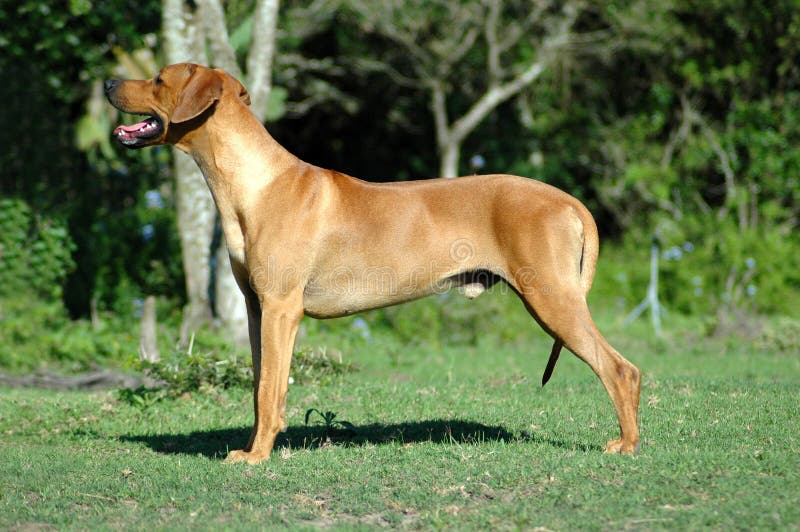 Rhodesian Ridgeback dog stock photo. Image of domesticated - 4512848