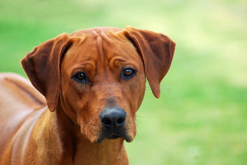 Young rhodesian ridgebacks stock image. Image of canines - 5553025