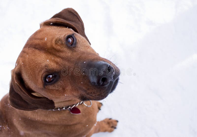 Rhodesian Ridgeback dog stock image. Image of snowflake - 7705337