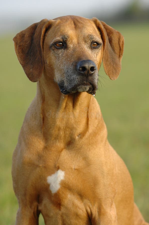 Bull Mastiff Dog. stock image. Image of natural, doggy - 285949