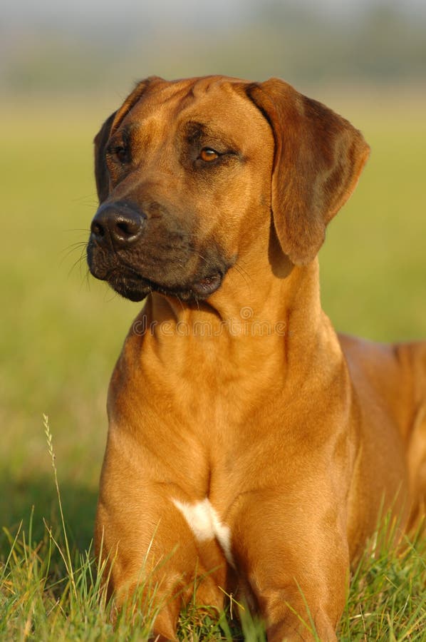 Rhodesian Ridgeback Female Dog, 5 Month Old Stock Photo - Image of ...
