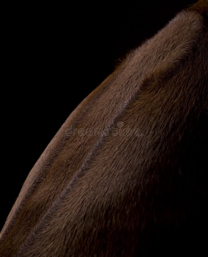 Rhodesian Ridgeback Dog, Backside Ridge Stock Image - Image of closeup ...