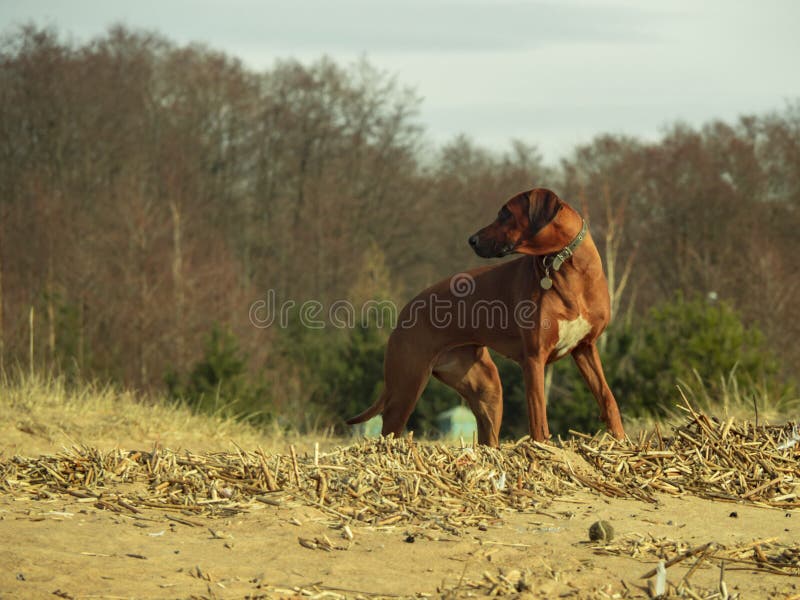 Rhodesian Ridgeback Dog on the Beach in the Water Stock Image - Image ...