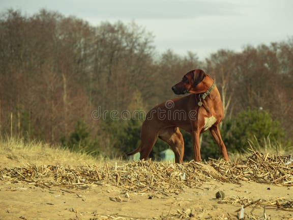 Rhodesian Ridgeback Dog on the Beach in the Water Stock Image - Image ...