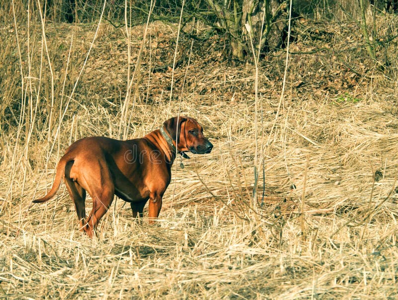 Rhodesian Ridgeback Dog on the Beach in the Water Stock Photo - Image ...