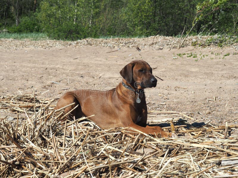 Rhodesian Ridgeback Dog on the Beach in the Water Stock Image - Image ...