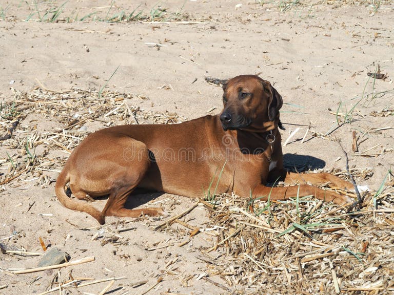 Rhodesian Ridgeback Dog on the Beach in the Water Stock Image - Image ...