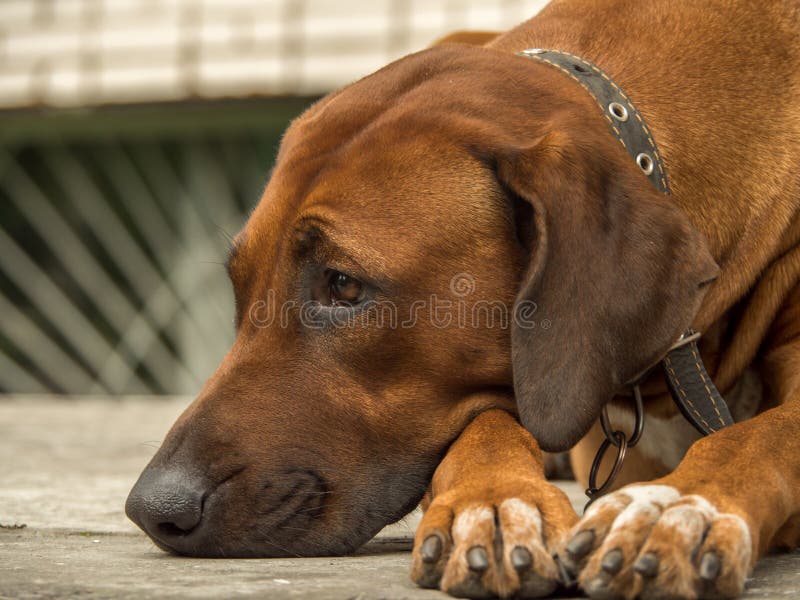 Rhodesian Ridgeback Dog on the Beach in the Water Stock Photo - Image ...