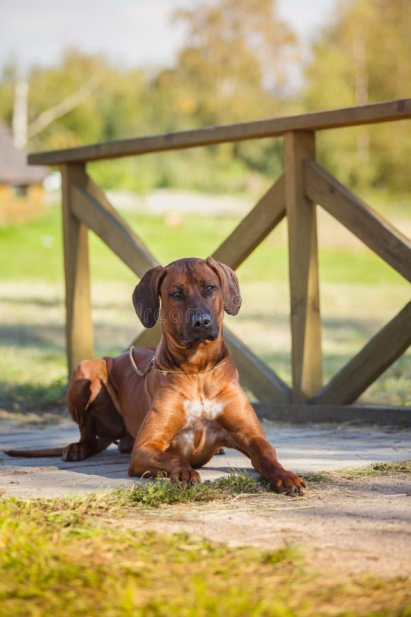Rhodesian Ridgeback dog stock photo. Image of field, collar - 46863954