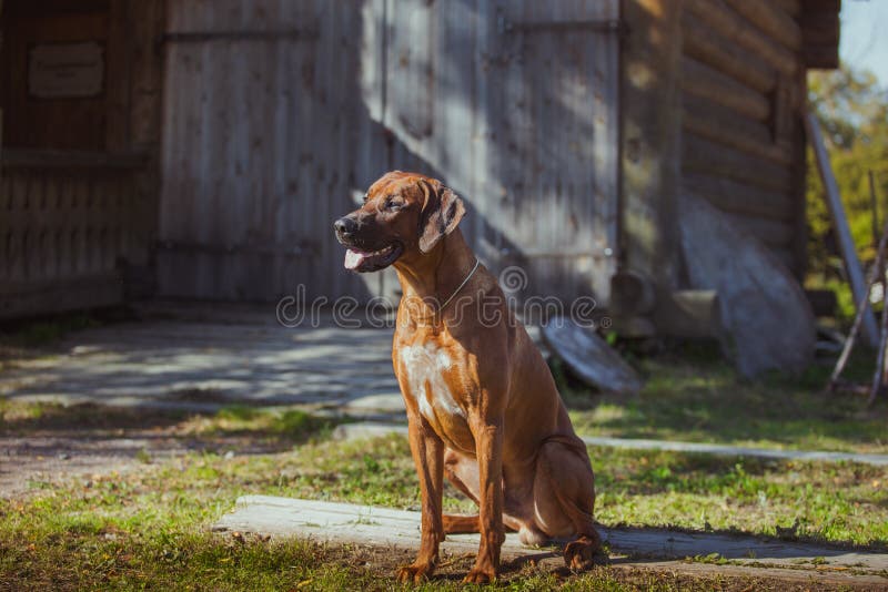 Rhodesian Ridgeback dog stock photo. Image of female - 46863860