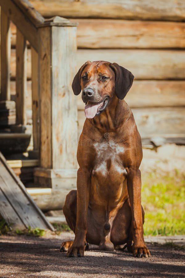 Rhodesian Ridgeback dog stock photo. Image of male, color - 46863994