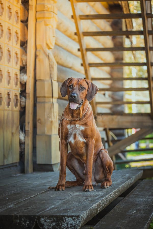 Rhodesian Ridgeback dog stock image. Image of puppy, beautiful - 46864015