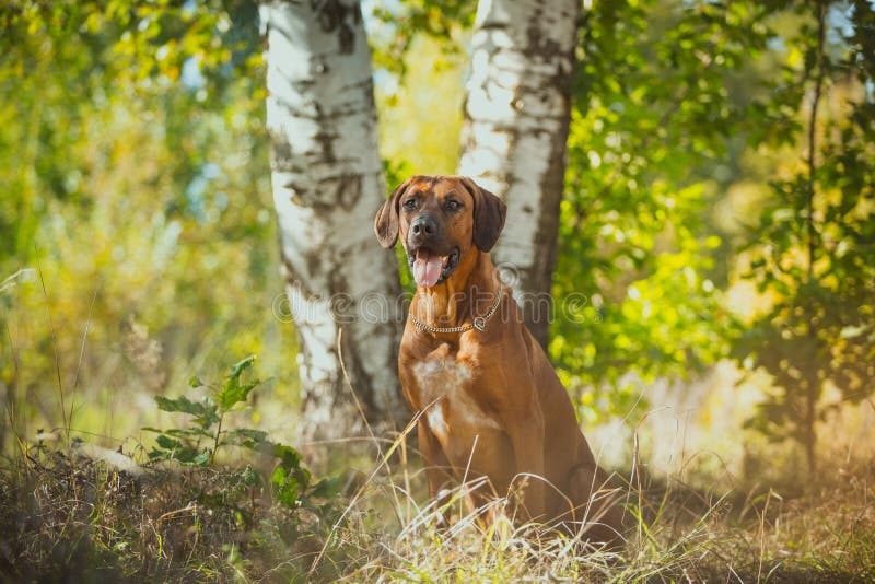 Rhodesian Ridgeback dog stock photo. Image of friendship - 46863834