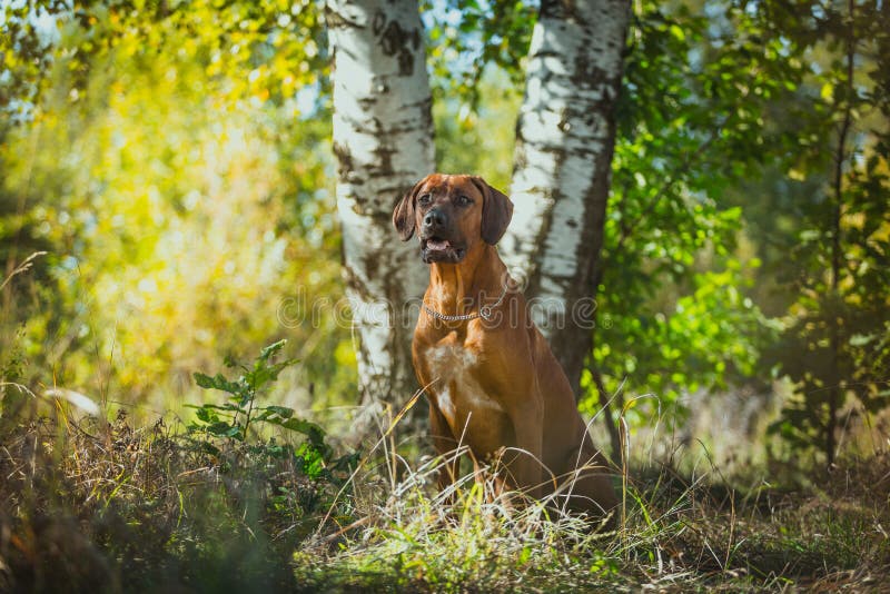 Rhodesian Ridgeback dog stock photo. Image of field, profile - 46863858