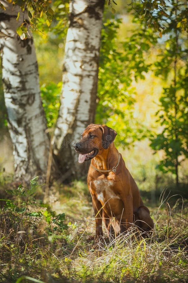 Rhodesian Ridgeback dog stock photo. Image of female - 46863860