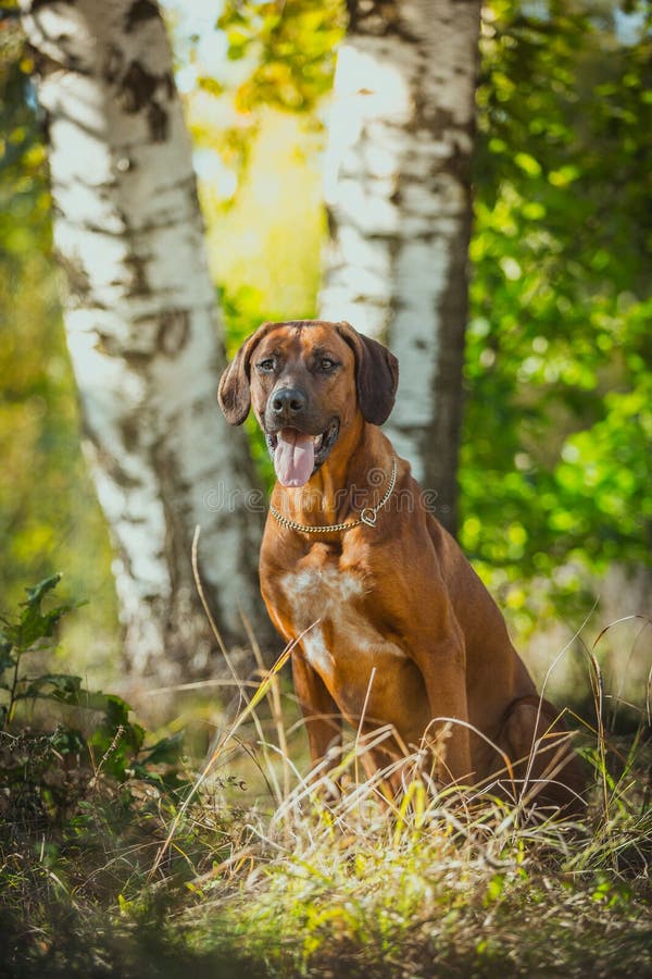 Rhodesian Ridgeback dog stock photo. Image of leaf, collar - 46863862