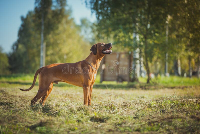 Rhodesian Ridgeback dog stock photo. Image of brown, male - 46863902