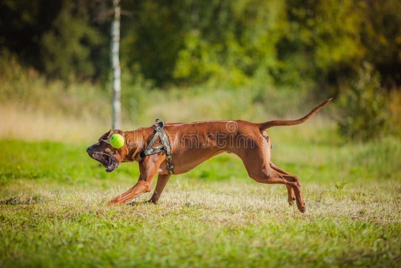 Back and Tail of Rhodesian Ridgeback Dog Stock Image - Image of group ...