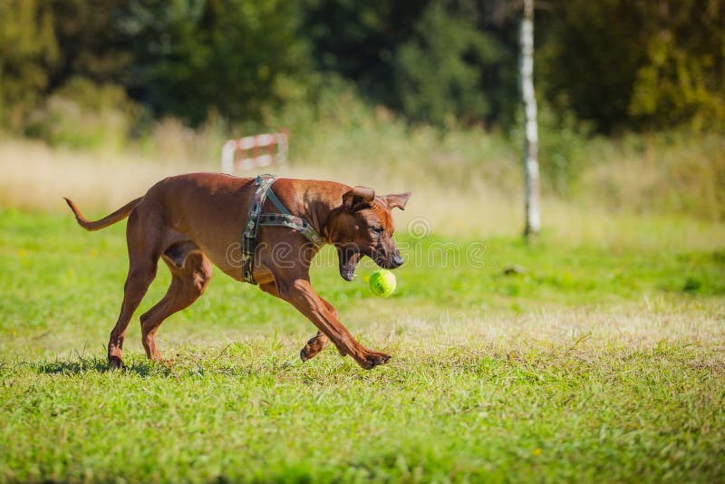 Back and Tail of Rhodesian Ridgeback Dog Stock Image - Image of group ...