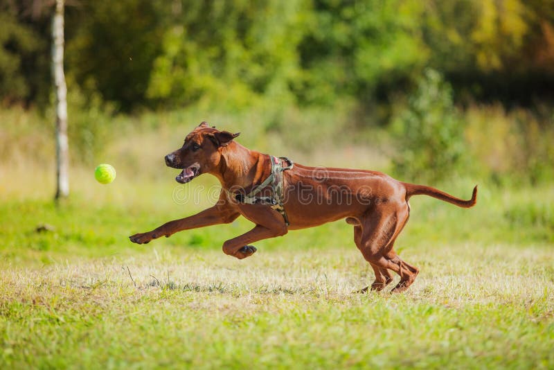 Back and Tail of Rhodesian Ridgeback Dog Stock Image - Image of group ...