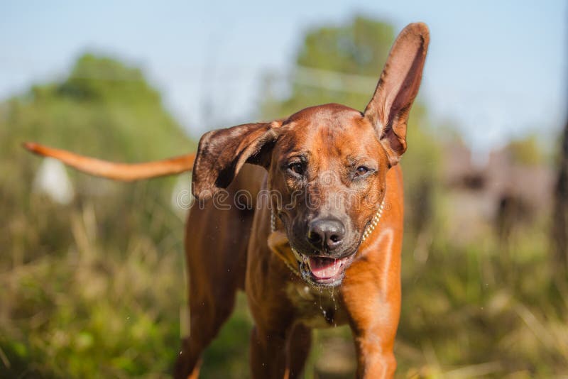 Rhodesian Ridgeback dog stock photo. Image of male, meadow - 46864006