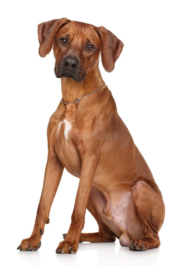 Rhodesian Ridgeback Dog Breed Stock Image - Image of puppy, white: 56767613