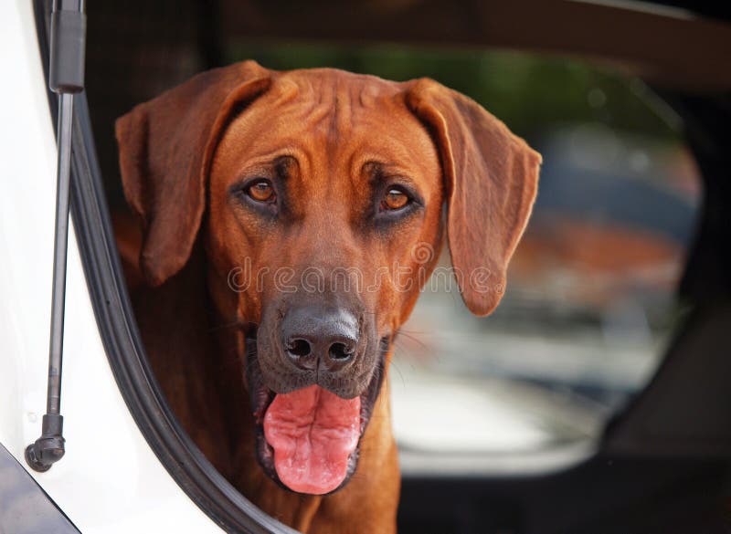 Rhodesian Ridgeback Dog in the Car Stock Image - Image of attentive ...