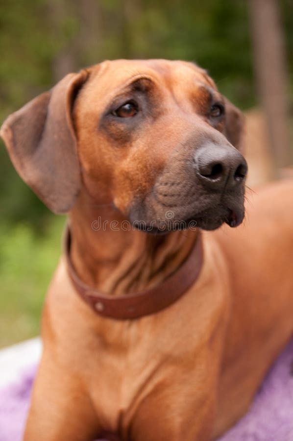 Rhodesian Ridgeback Dog in a Collar Stock Image - Image of mammal ...