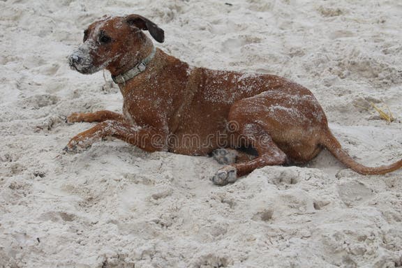 Rhodesian Ridgeback Dog Covered in Sand Stock Photo - Image of ...