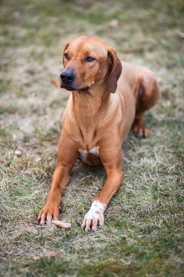 Rhodesian ridgeback dog stock photo. Image of male, front - 68466096