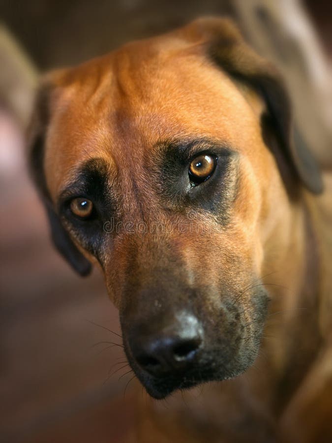 Rhodesian ridgeback dog stock image. Image of animal - 30960731