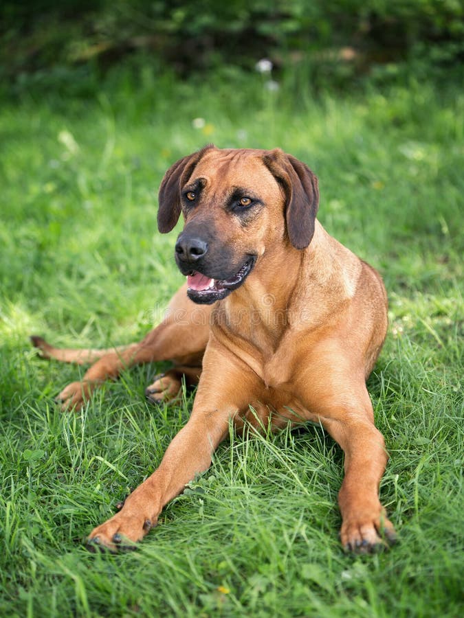 Detail of Old Rhodesian Ridgeback Stock Photo - Image of canine ...