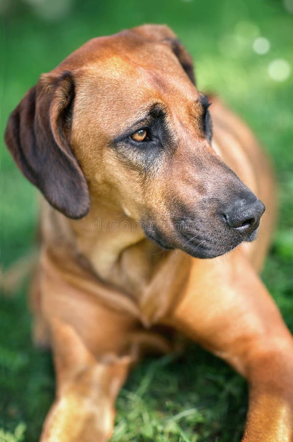 Detail of Old Rhodesian Ridgeback Stock Photo - Image of canine ...