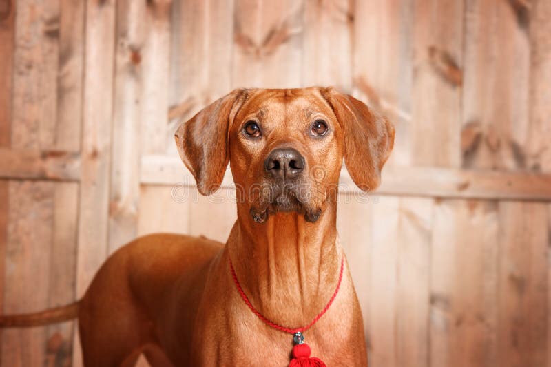 Rhodesian Ridgeback Dog, Holiday, New Year, Interior, Christmas Stock ...