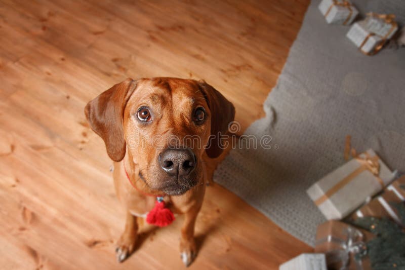 Rhodesian Ridgeback Dog, Holiday, New Year, Interior, Christmas Stock ...