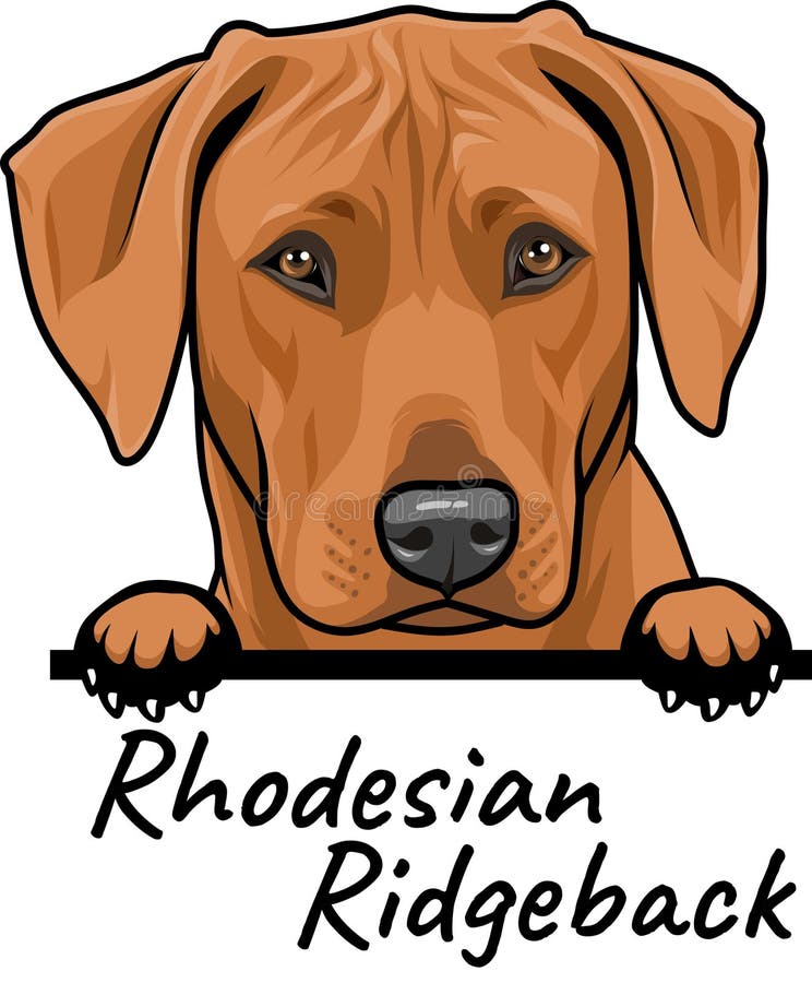 Rhodesian Ridgeback Vector Stock Illustrations – 210 Rhodesian ...