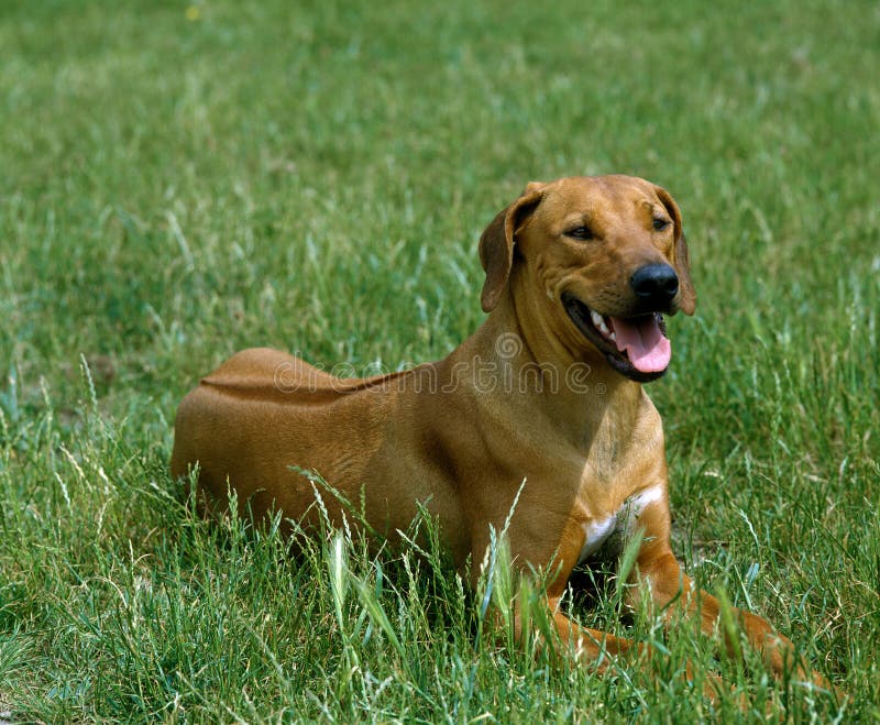 Rhodesian Ridgeback Dog Laying on Grass Stock Image - Image of hunting ...
