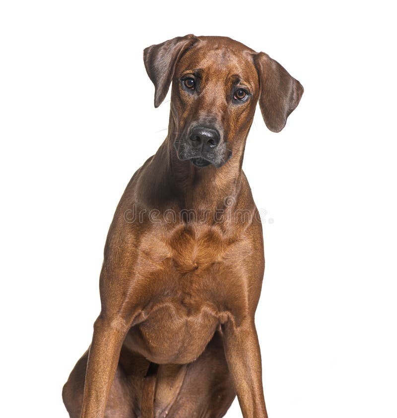 Rhodesian Ridgeback Dog Looking at the Camera Stock Photo - Image of ...