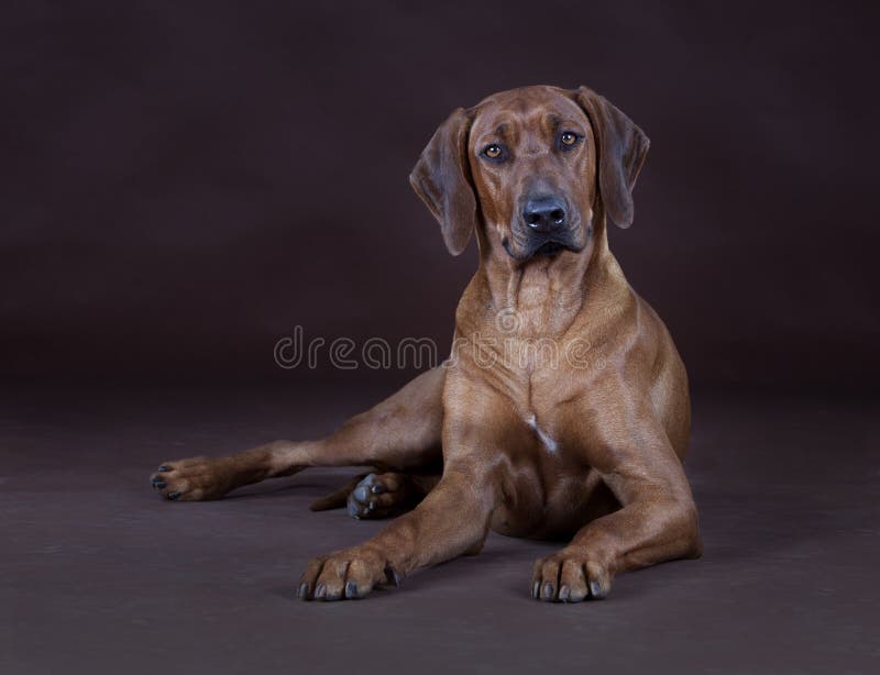 Rhodesian Ridgeback dog stock image. Image of smile, funny - 84236081